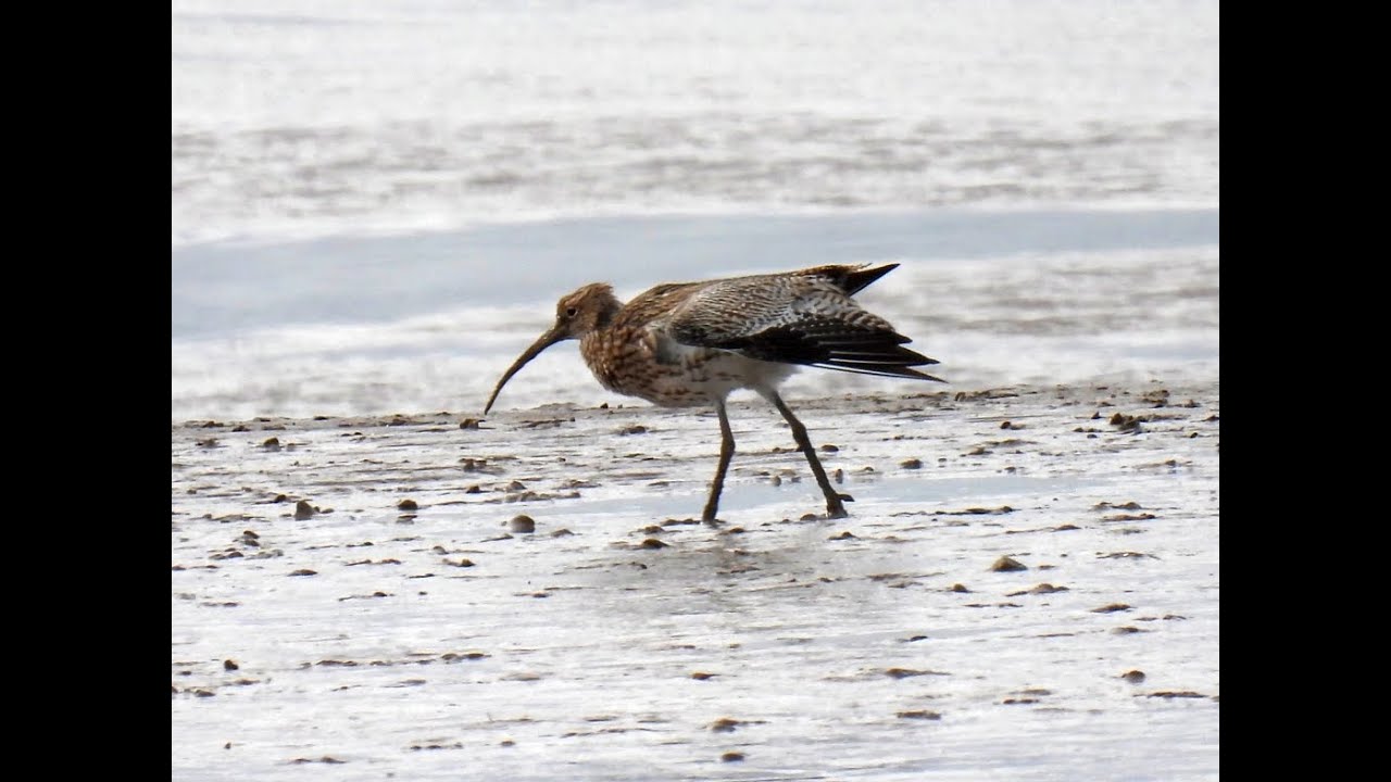 Eurasian Curlew - Saul Warth, Glos 04/10/2021 - YouTube
