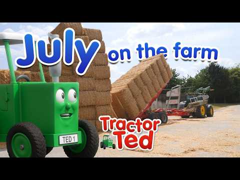 July on the Farm | Tractor Ted Official 🚜☀️