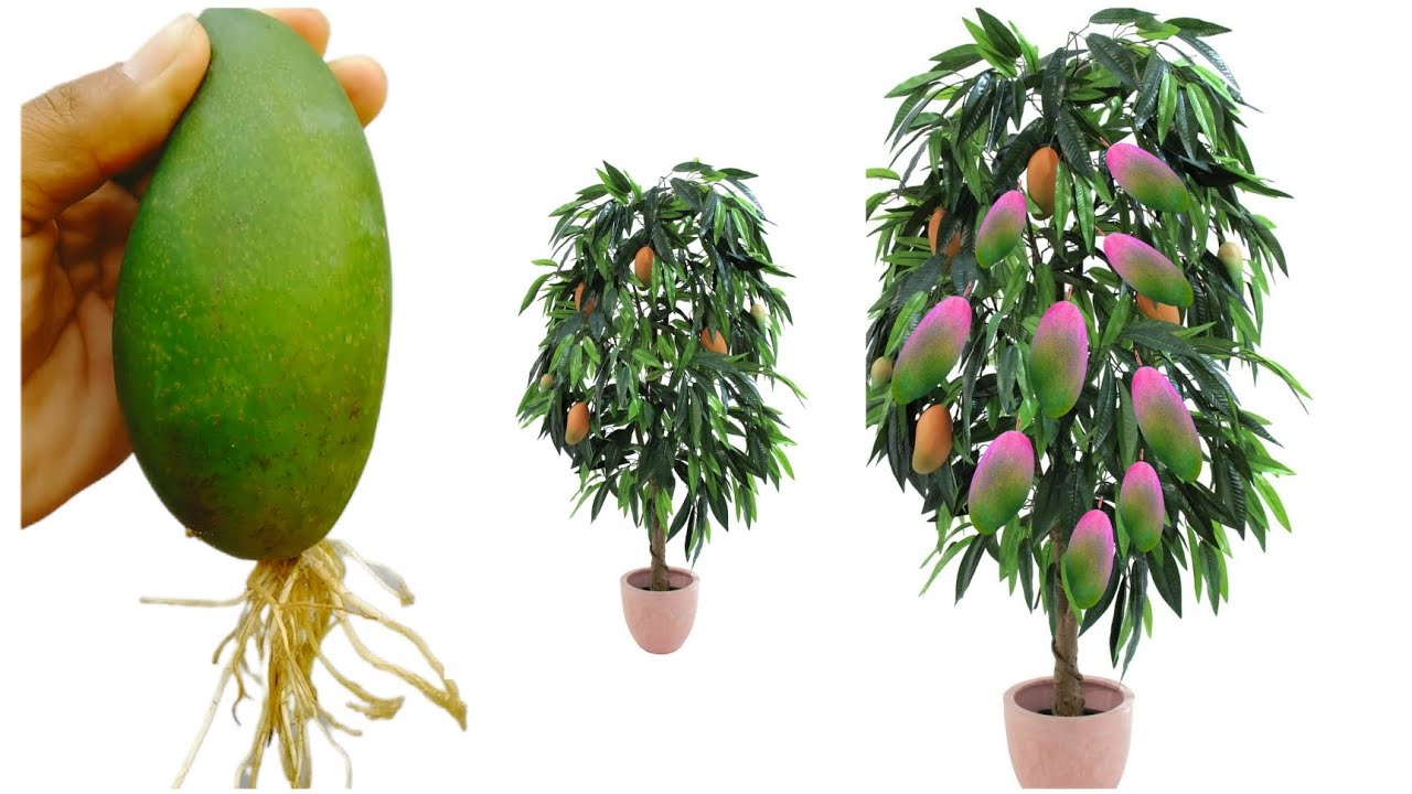 best technique grow mango root from mango fruit with alovera how to ...