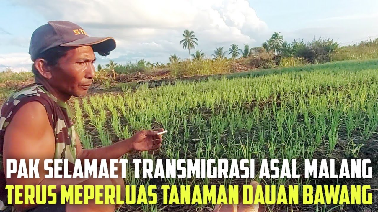 TANAH GARAPAN PAK SELAMET TERUS DI PERLUAS - YouTube