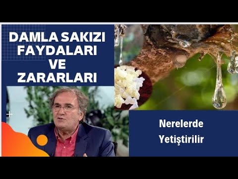 DAMLA SAKIZININ FAYDALARI / Damla Sakızının Zararları / Damla Sakızı Kullanım Alanları
