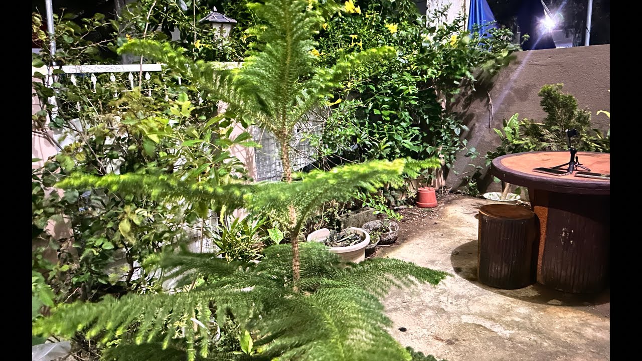 Relaxing Garden Night 🌌 Malamig at Mahangin Tambayan - YouTube