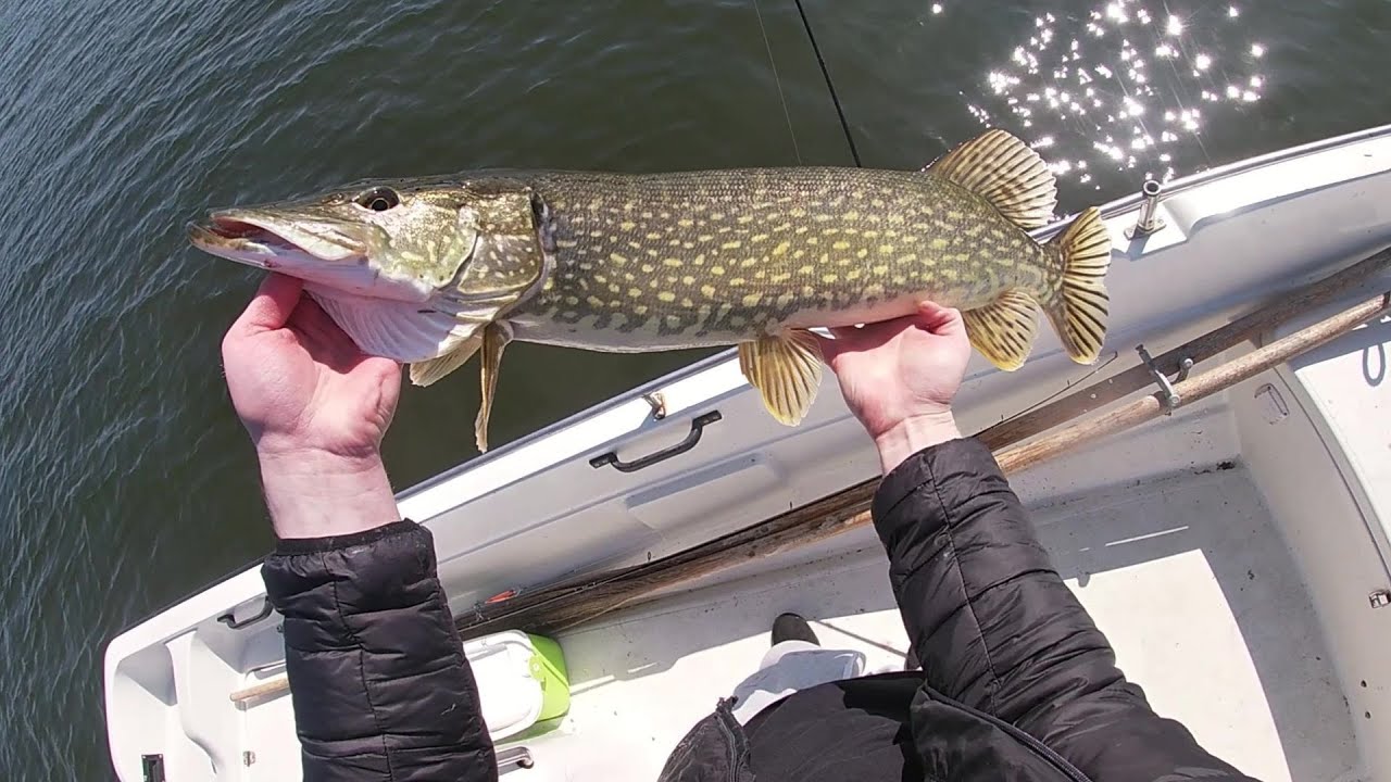 Kalastus - Paljon haukia mereltä - YouTube