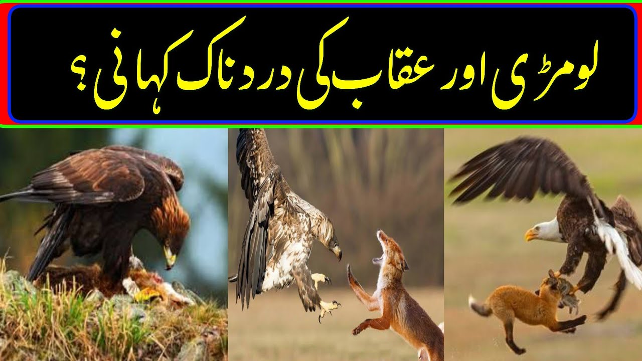Fox and Eagle story|Chalak lomri|Urdu amazing story|islamic stories ...