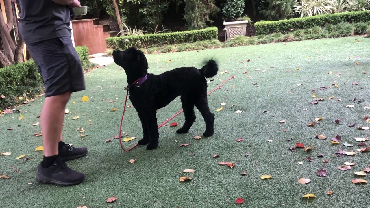 Lesson 1 (Charlie) The Noble Dogs - YouTube