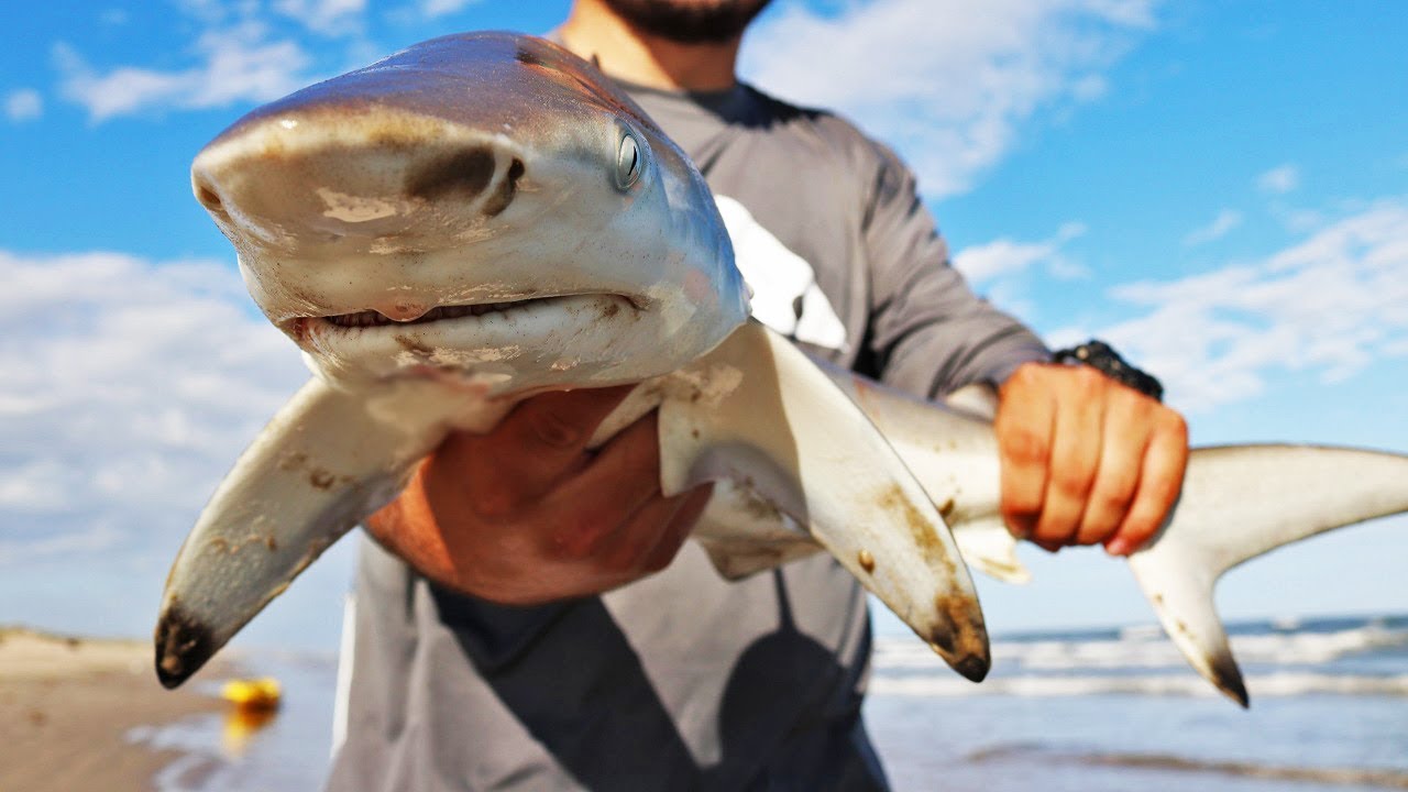 EPIC Surf Fishing ADVENTURE! (SHARKS and BULLS) - YouTube