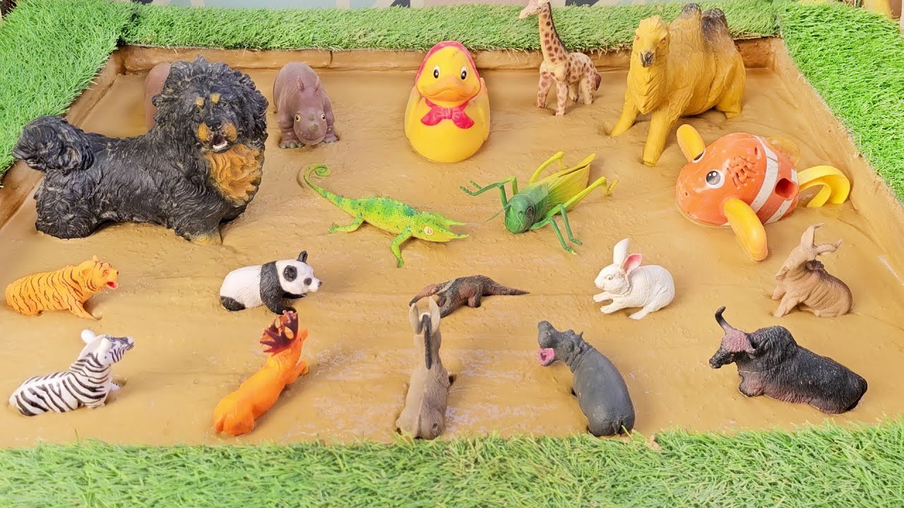 Splashing in the Muck: The Joy of Hibernating Animals & Semi-Aquatic ...