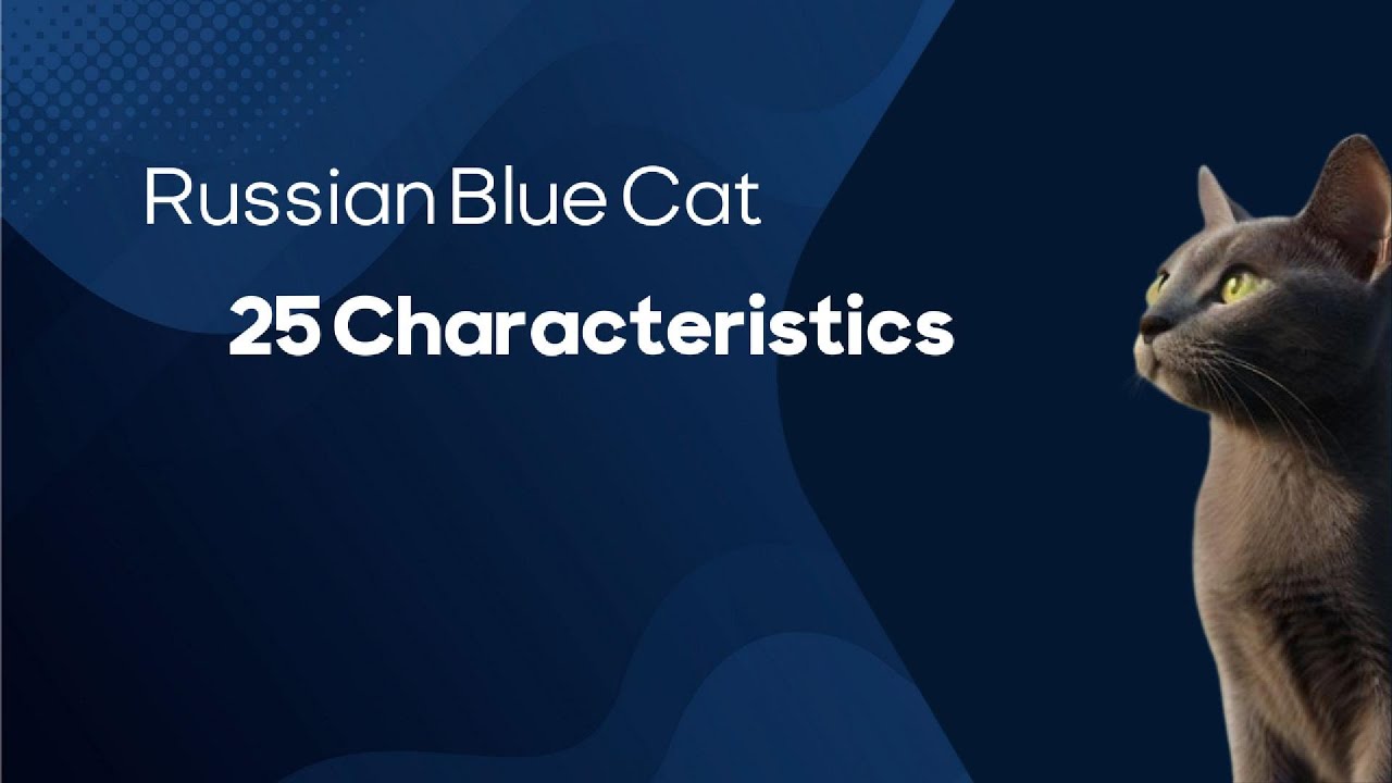 25 Characteristics of a Russian Blue Cat - YouTube
