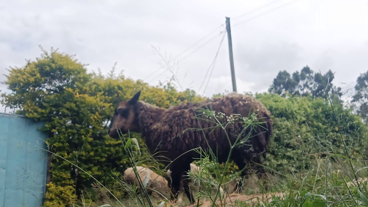 MAN VS SHEEP (HEAD ON COLLISION) - YouTube
