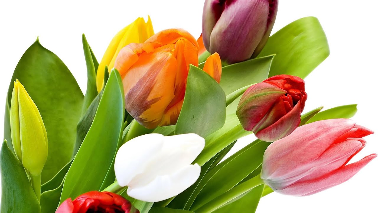 difference flowers in the world | relaxing with looking difference ...