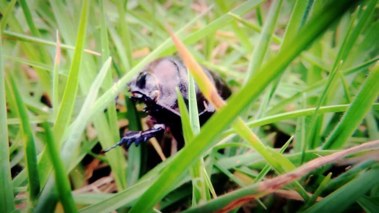 #5111, Cucarron posado en cesped verde [Efectos], Insectos y animales ...