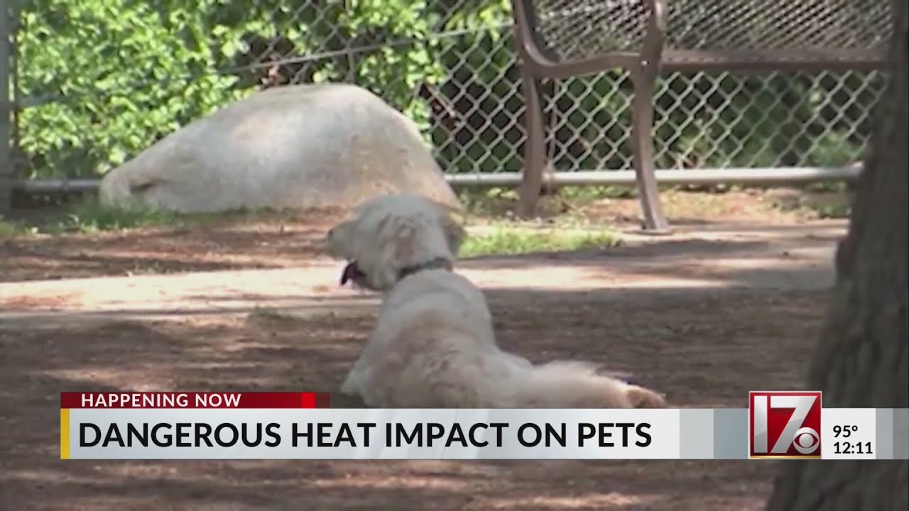 Dangerous heat impact on pets - YouTube