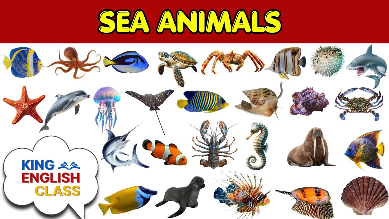Learn Sea Animals Vocabulary in English | Fun & Easy Ocean Lesson for ...