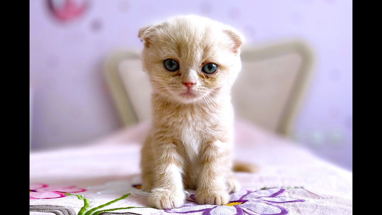 Kitty Sad "Meow" 😹 | Fun With Cats - YouTube