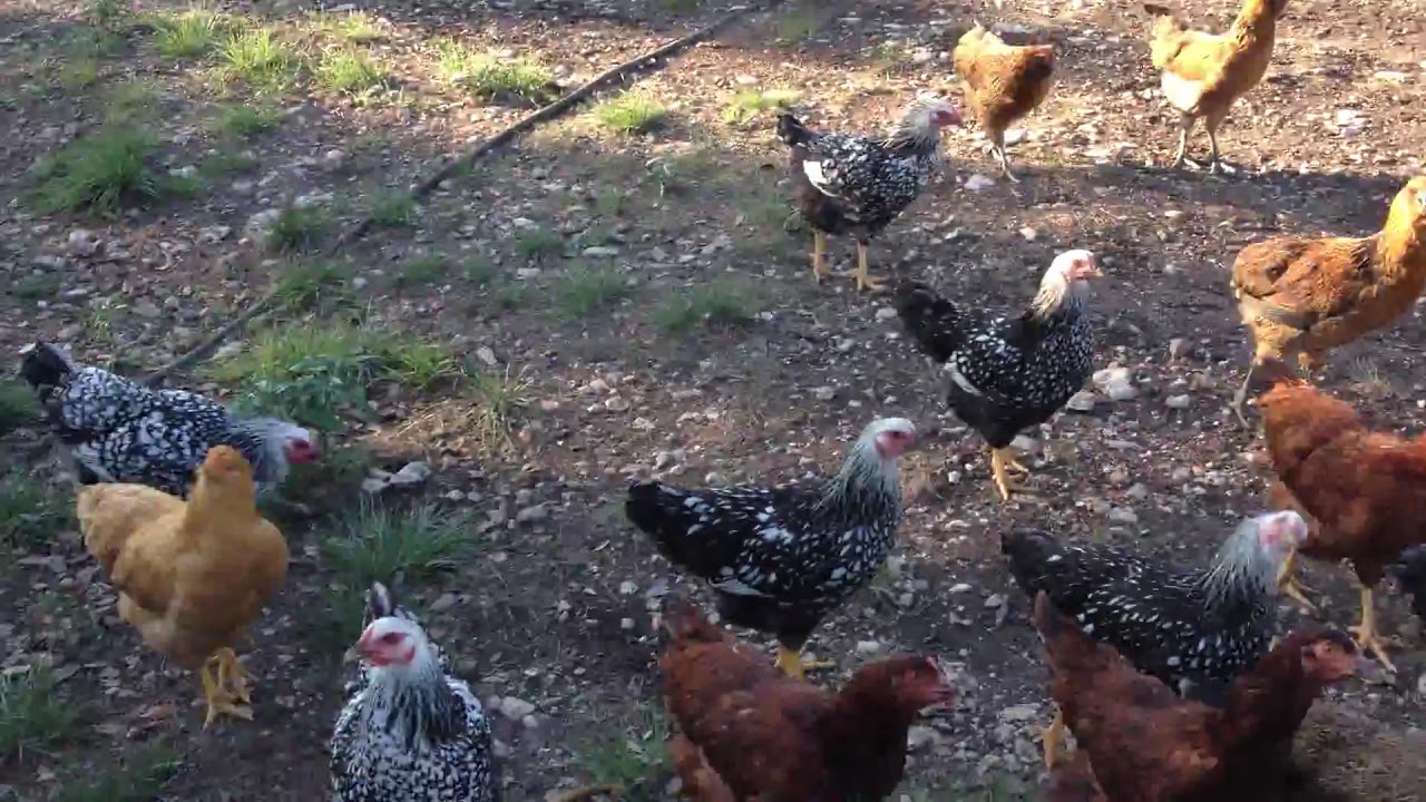 The Chicken Roll Call - YouTube