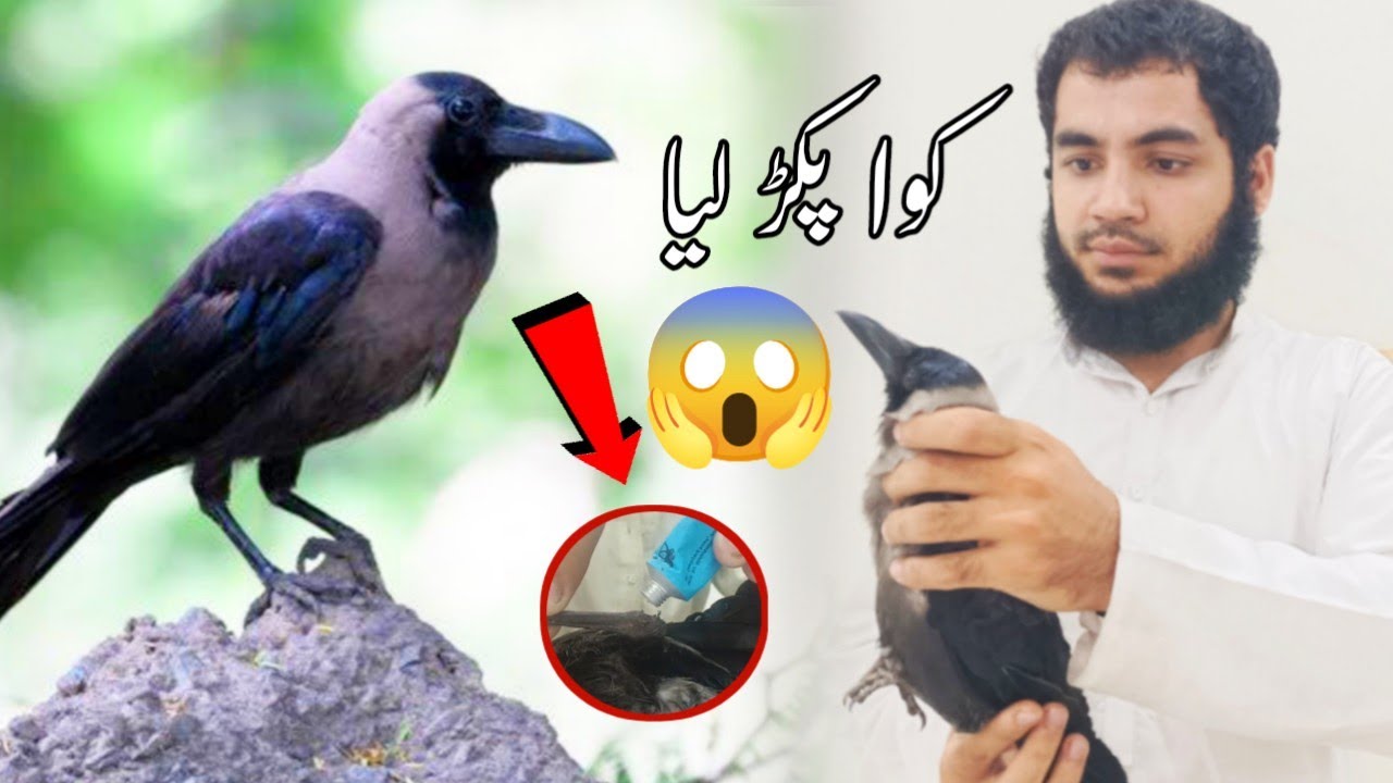 Kauwa pakar lia 😱 | crow videos | horse ny turab ko tang mar di | sher ...