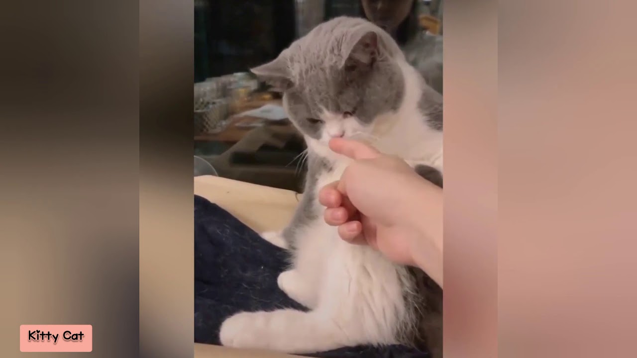 Cats' reactions to bad smell..🤣[ Try not to laugh challenge ] - YouTube