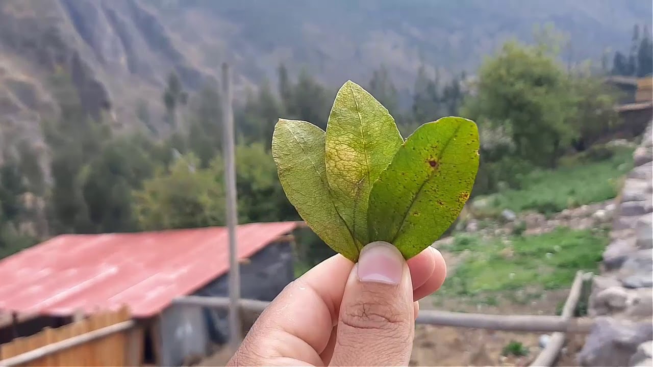 El Kintu es La Representación Ritual Mas Usada En Los Andes - YouTube