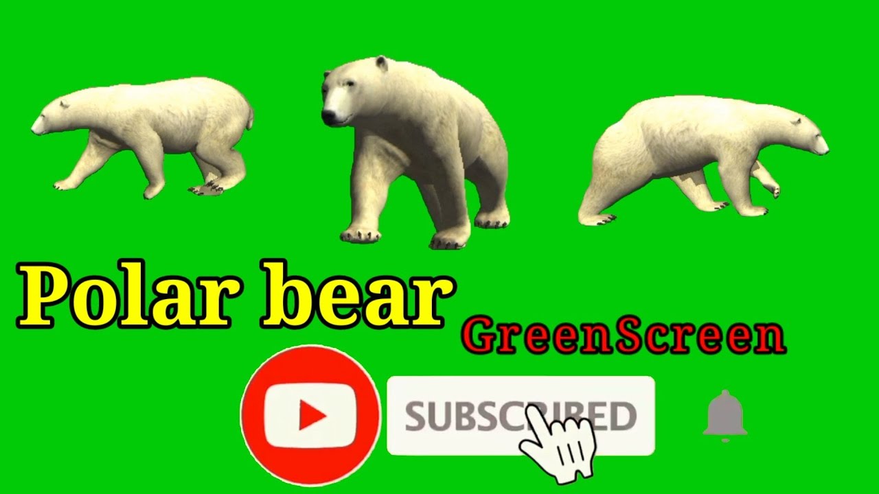 Polar bear green screen (autisticyui) | Cartoon and Greenscreen - YouTube
