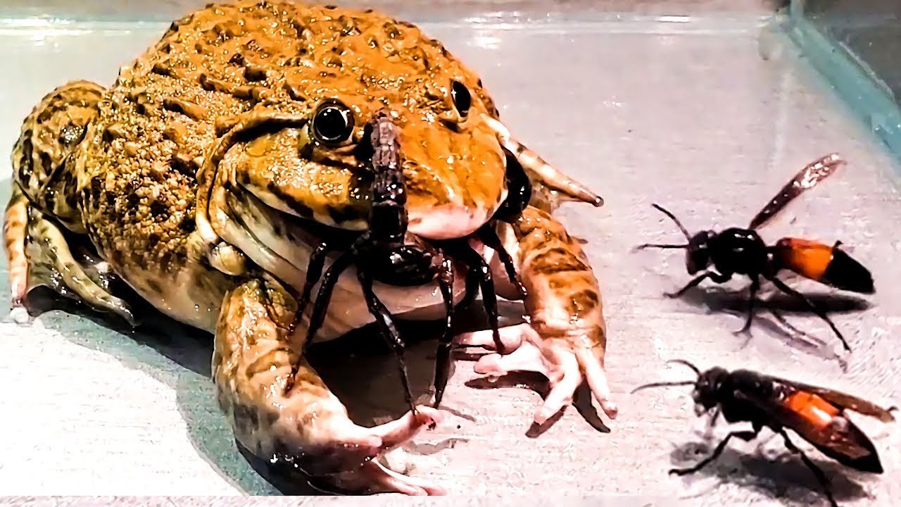 Asian Bullfrog Eats Big Scorpion Spider Hornets! What to see? [REUP ...