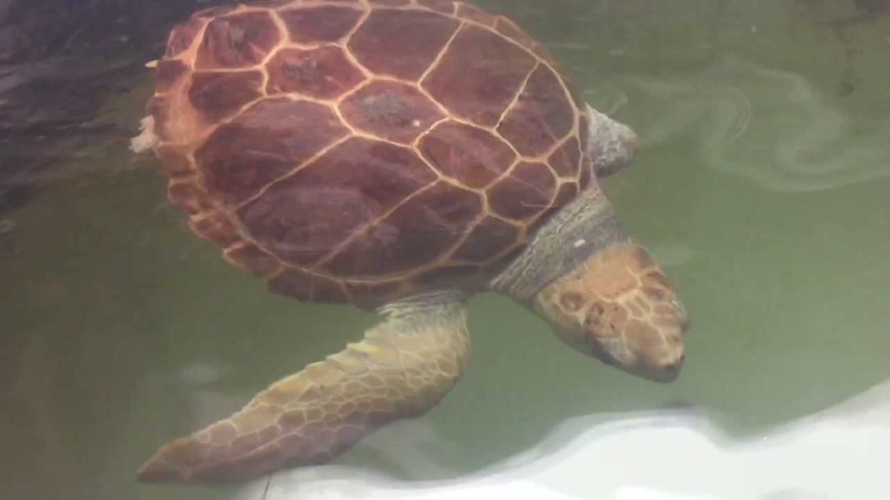 "Maggie's Story" by Nature Trust Malta / Loggerhead Turtle / Rescued in ...