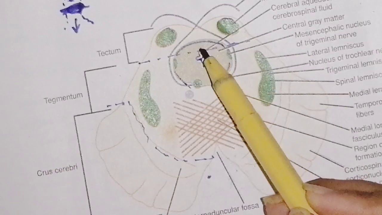 Internal structure of MidBrain (brainstem anatomy) #neuroanatomy - YouTube