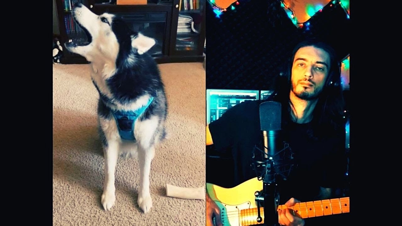 Husky Song - Haiku The Husky ft. Momot - YouTube