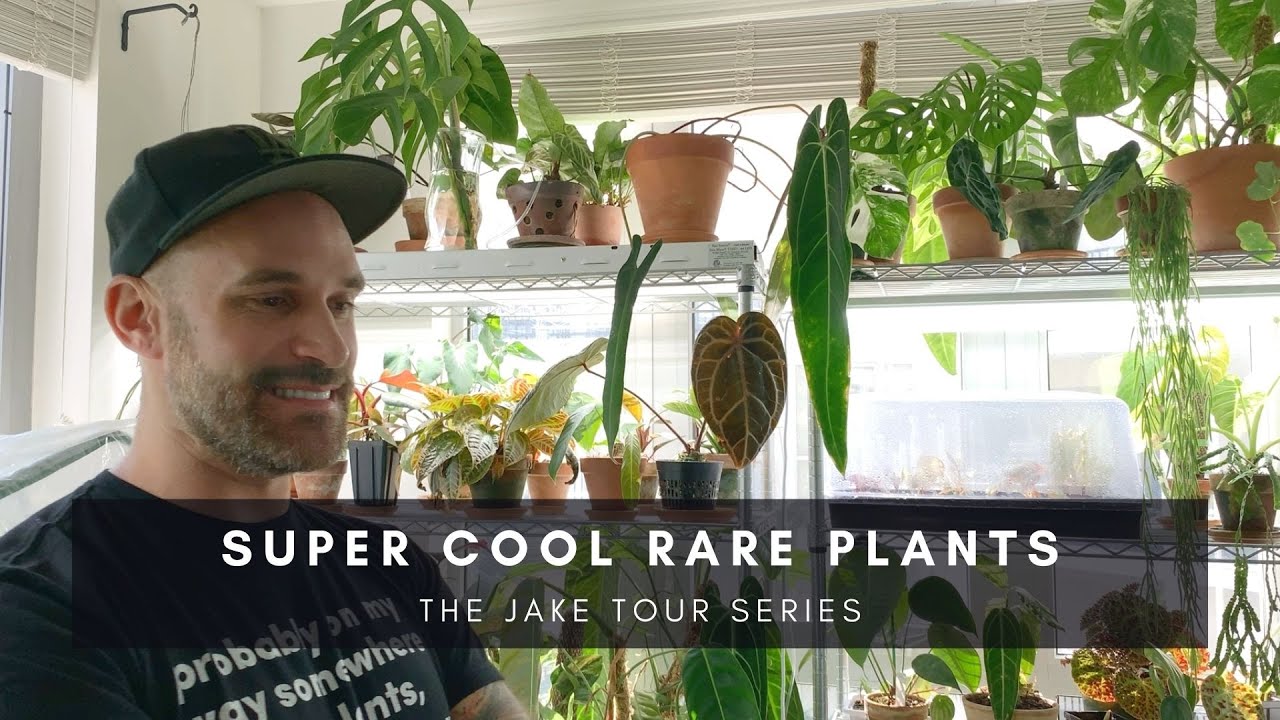 Ultimate Rare Houseplant Tour | Jake's Favorite Plants #16-20 | Jake ...