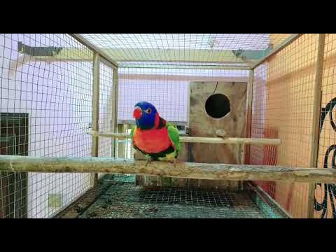 Red Collar Lorry parakeet || lorry parrot || - YouTube