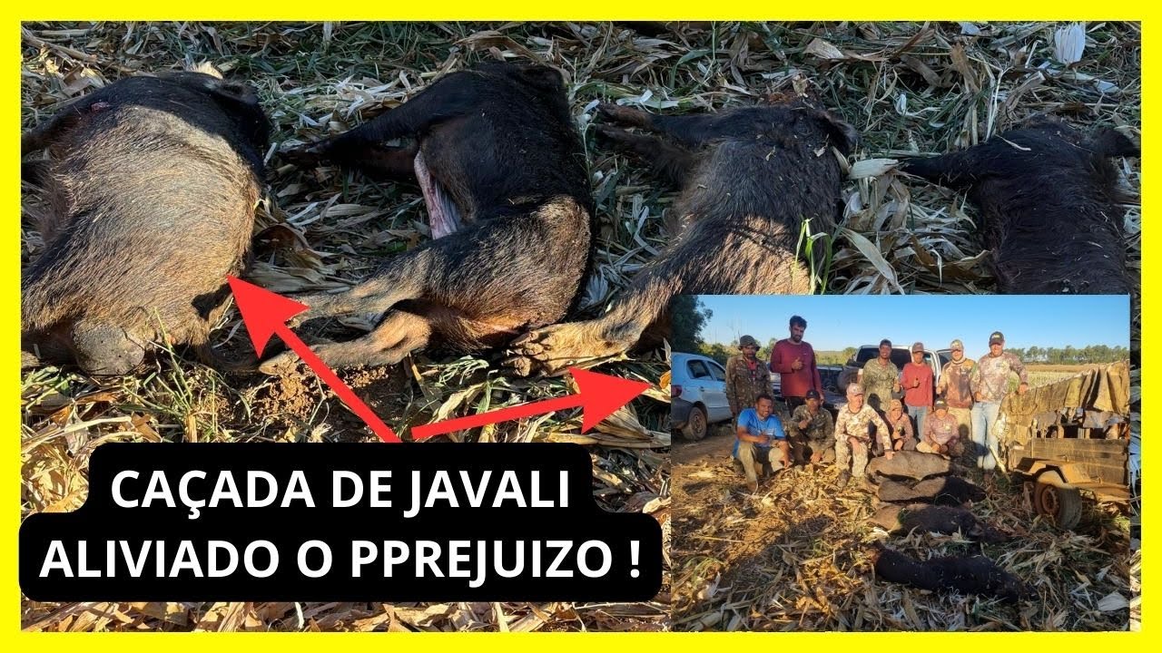 CAÇADA DE JAVALI: 4 A MENOS DANDO PREJUÍZO NAS LAVOURAS DE MILHO! - YouTube