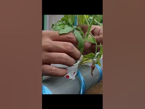 cara pemangkasan daun pada tanaman tomat yang baik dan benar @hidromet2002 - YouTube