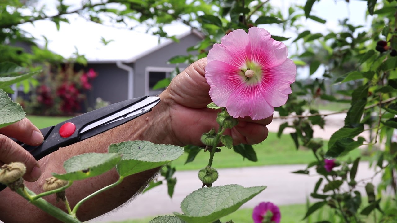 Como conservar la semilla de la flor de Malva Real. Port Saint Lucie ...