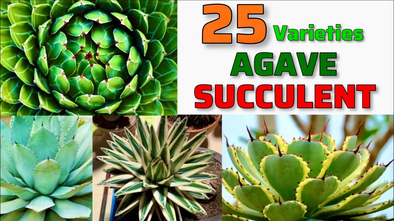 🔴25 AGAVE Succulent Varieties｜Best AGAVE Plant Varieties with ...