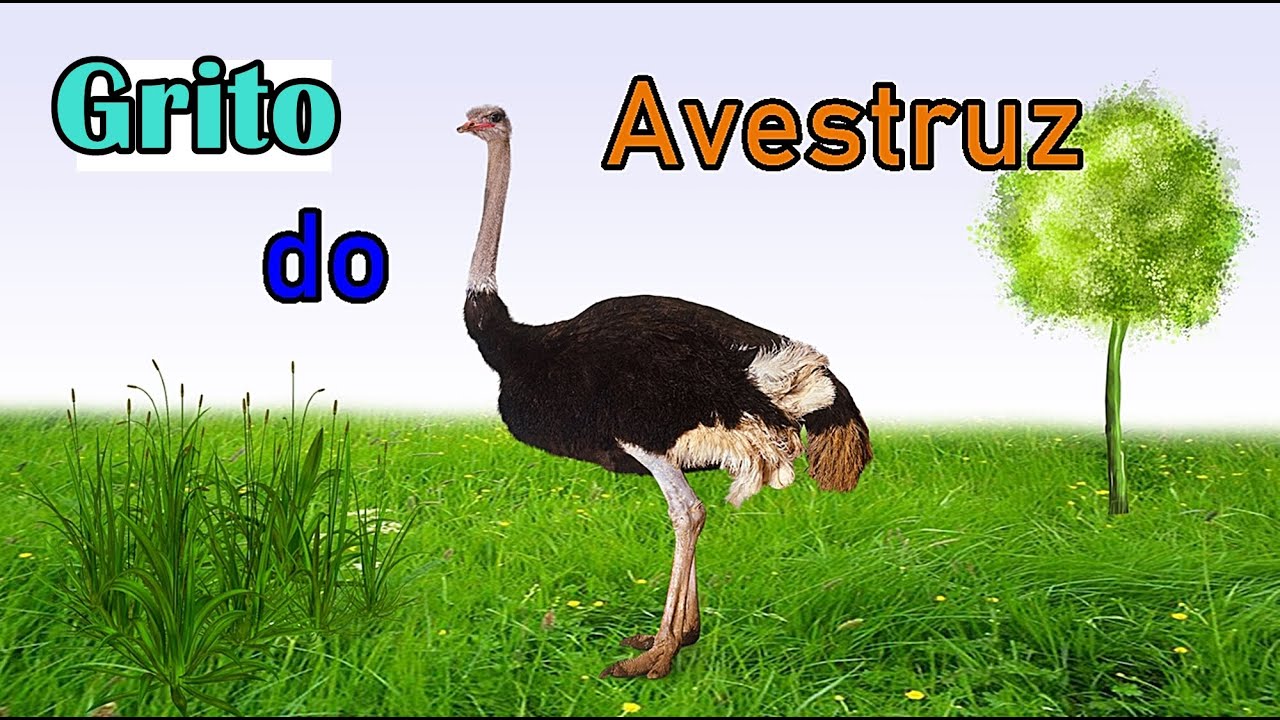 🐦Grasnado do avestruz a maior ave do mundo e suas características ...