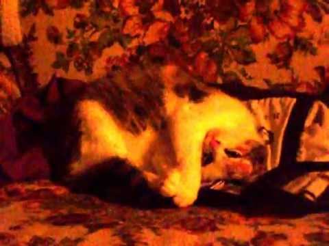 Kitty Cat With A Broken Neck - YouTube