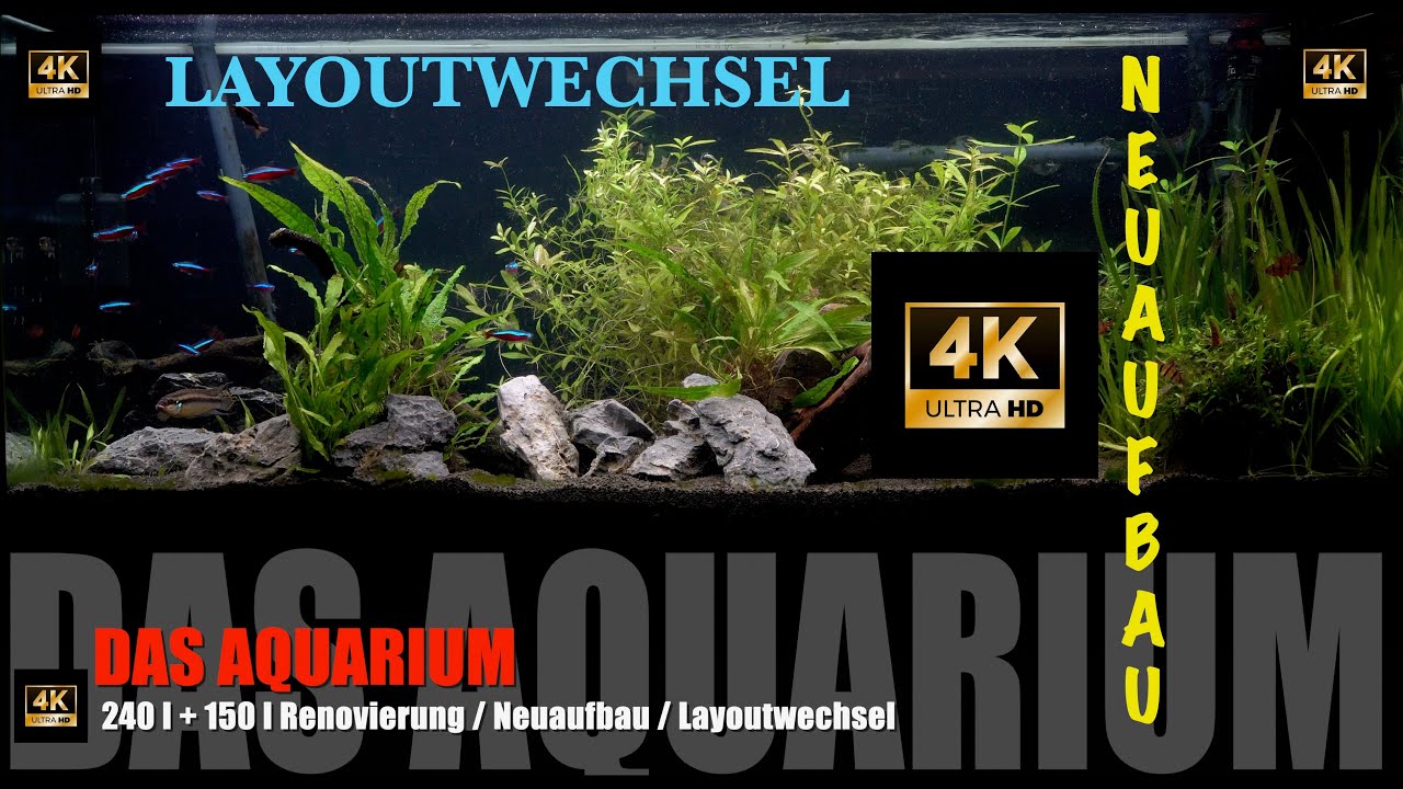 4K-Aquarium Eheim 240l + 150l Cube -Layoutwechsel...Vallisneria, Bucephalandra, Anubias ...