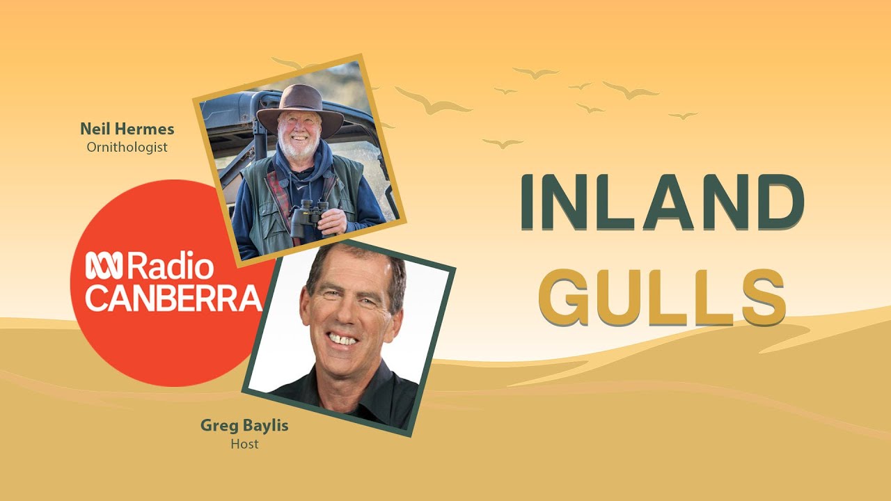 Inland Gulls | ABC Radio Interview with Greg Baylis - YouTube