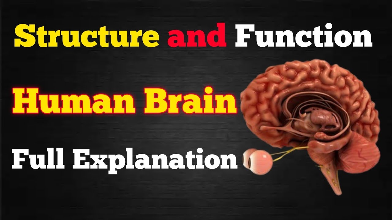 🧠Human Brain | Structure and Function of Human brain | How Human Brain ...