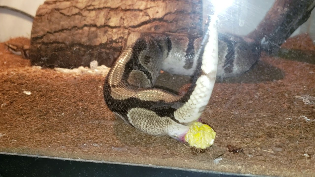 Snake diarrhea. - YouTube