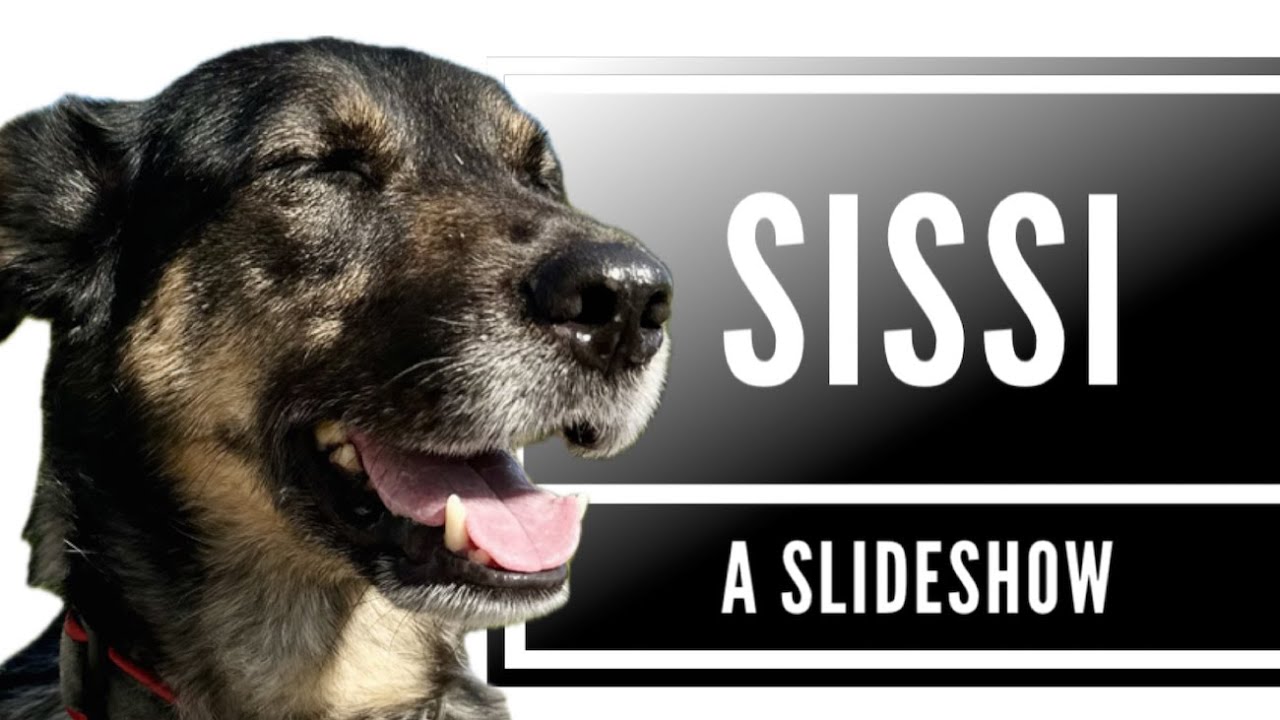 Sissi the dog 🐶 A slideshow - YouTube
