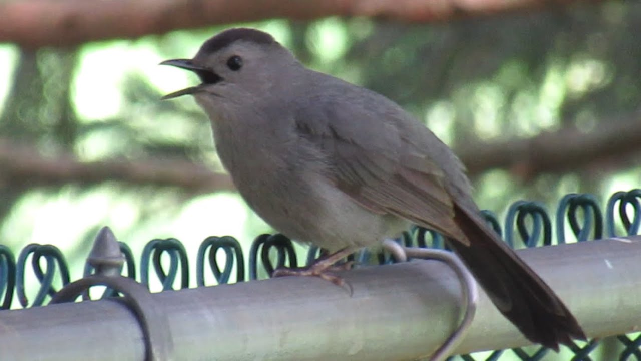 Gray Catbird meow - USA - YouTube