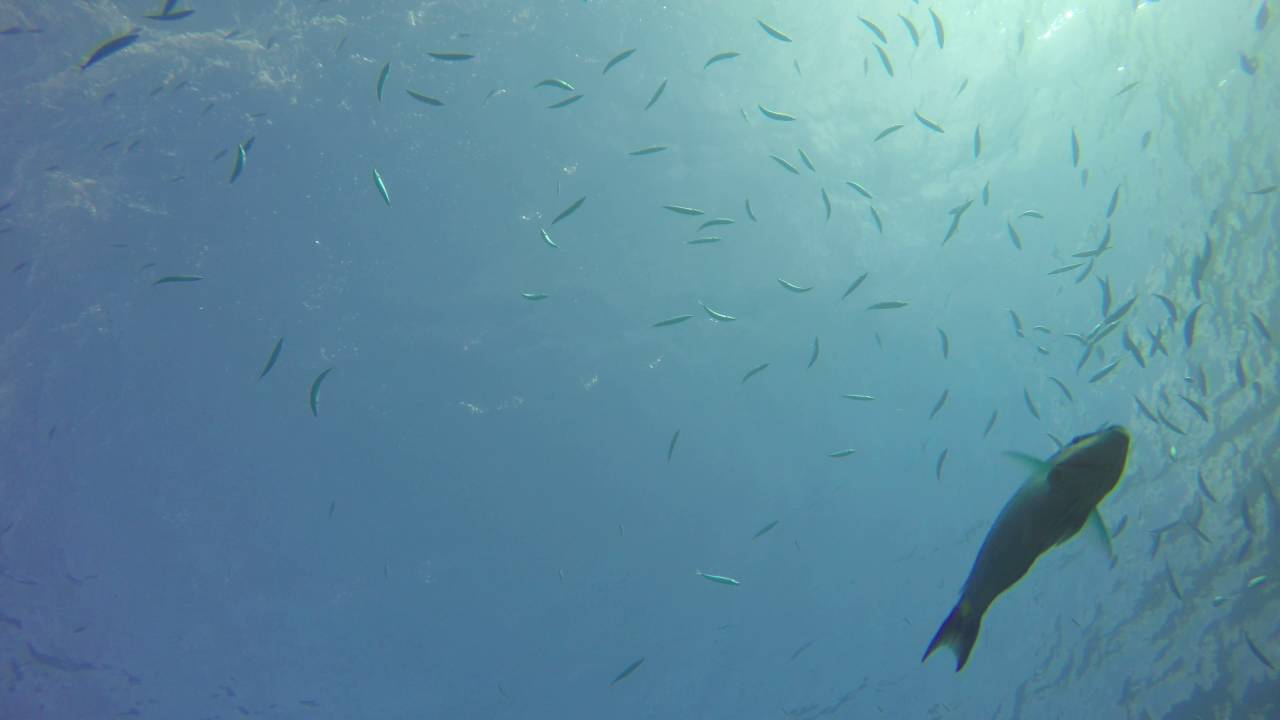 OAHU, HAWAII - Spearfishing Electric Beach Pipes - Sep 2015 - YouTube