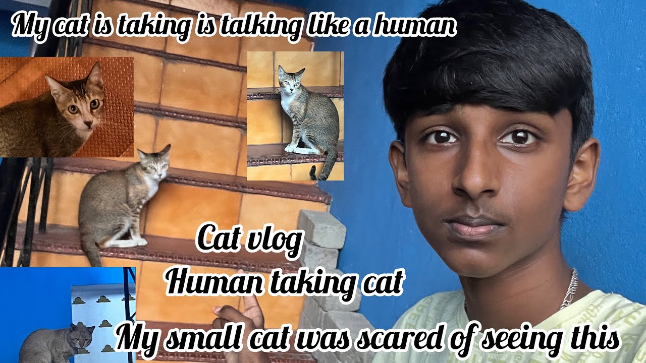 My cat is human ️talking in human voice shocking video 😍| my small cat was scared 😱 - YouTube