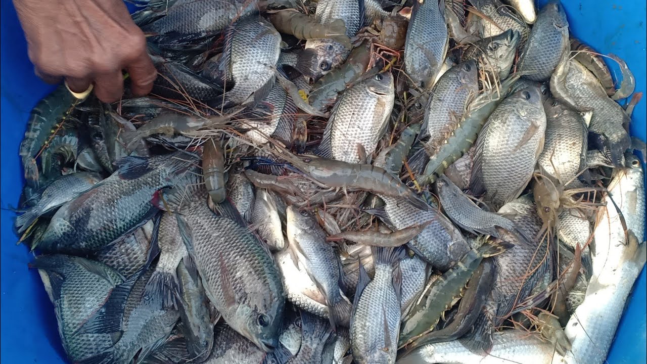 Unique underwater fishing....Best fish catching by village people 🐟 ...