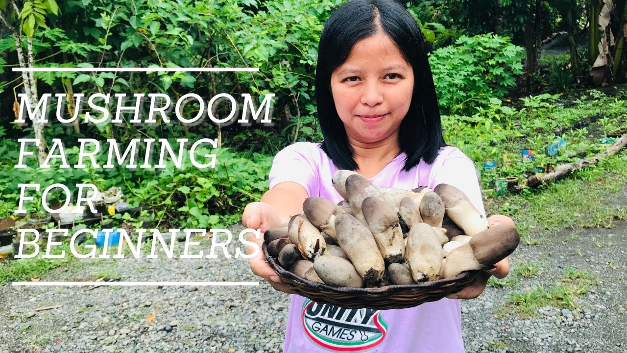 Mushroom Farming for Beginners||Paano ang Pagtatanim ng Kabute || How ...