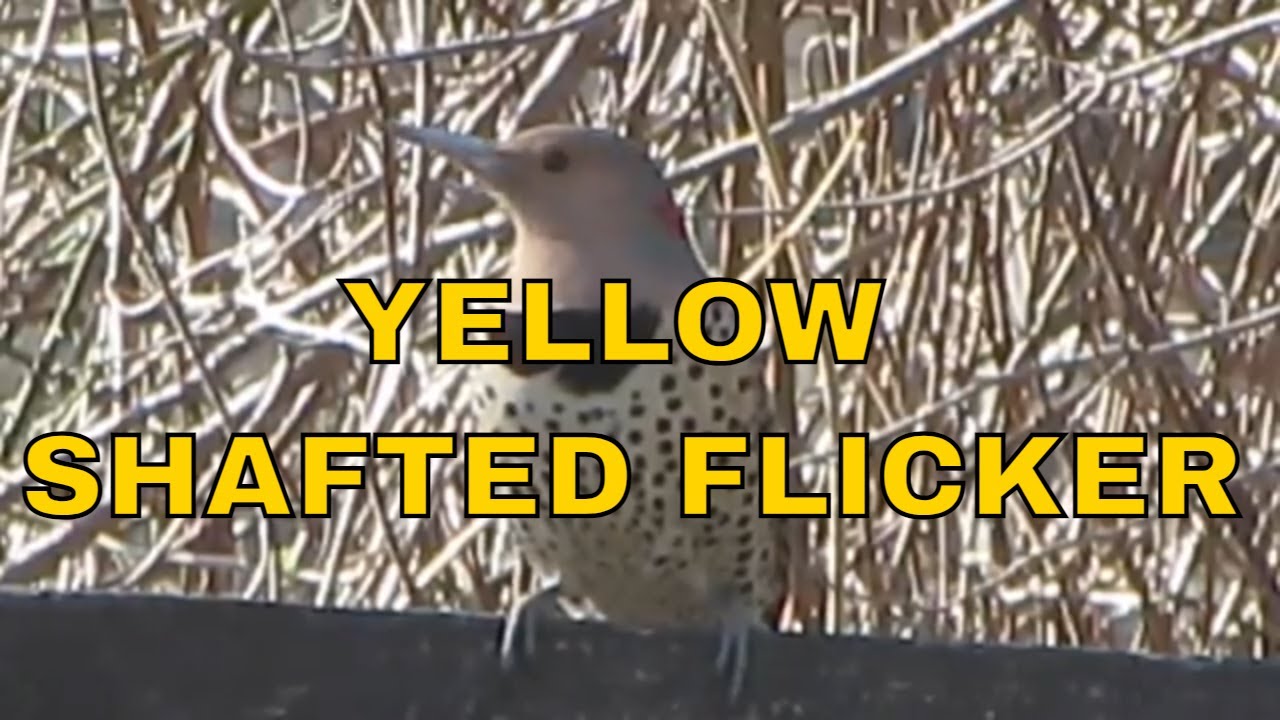 Northern Yellow Shafted Flicker - YouTube