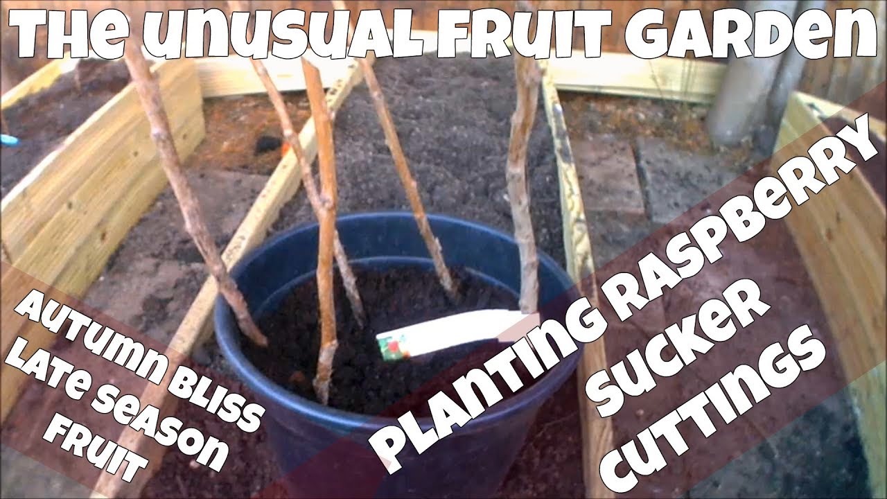 Planting Autumn Bliss Raspberry Plant Suckers In Raised Bed Planters ...