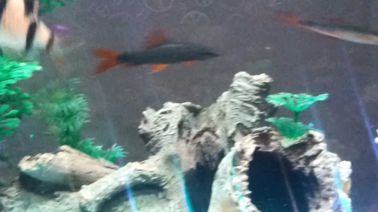 Rainbow Shark,Tiger Barb and Silver Shark Tank - YouTube