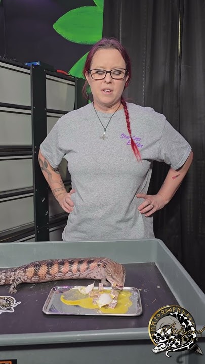 Cooking with Skinks #snakes #ballpython #reptiles #ballpythons #python ...