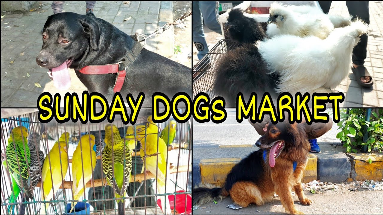 tollinton Market lahore Sunday Dog Market Sunday bird market ...